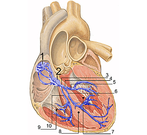 EKG till folket – Teknikaliteter
